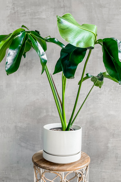 White Round Two Planter – ECOVIBE